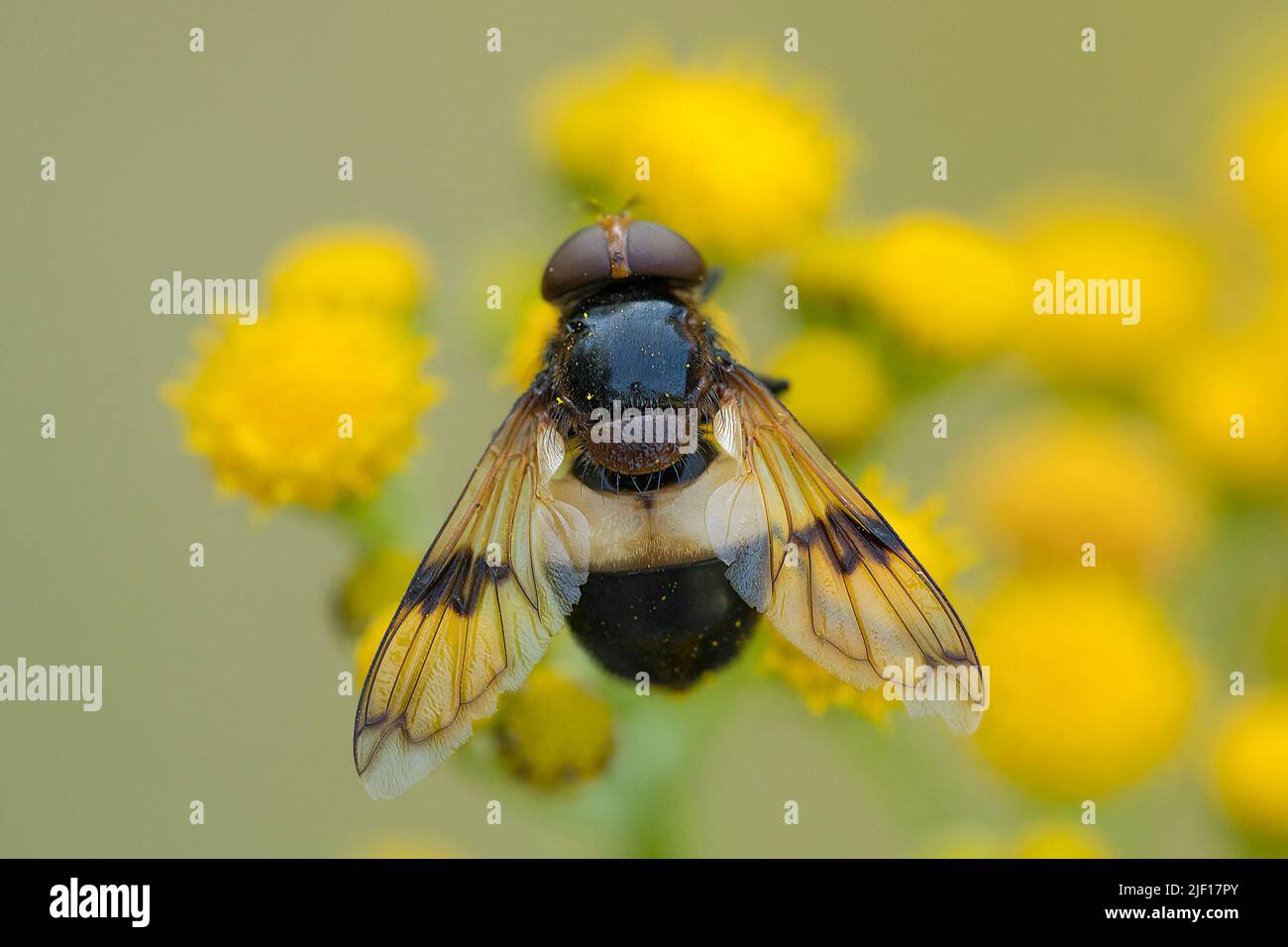 Pellucid Hoverfly (Volucella pellucens) foraging on pollen on Dune ...