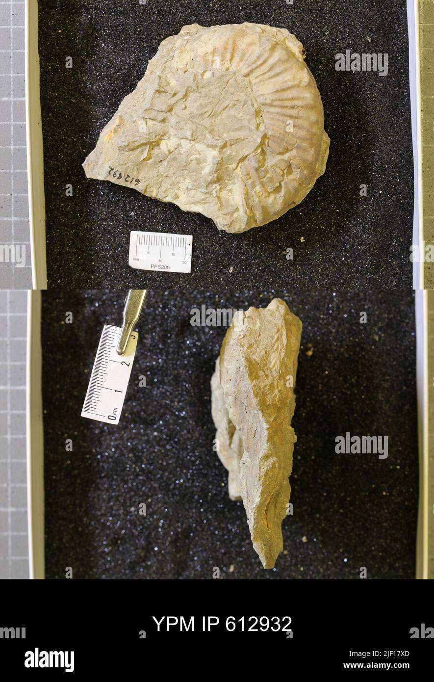 Ammonitina hi-res stock photography and images - Alamy