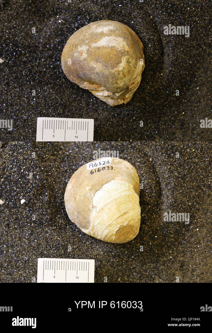 Cucullaea sp animalia hi-res stock photography and images - Alamy