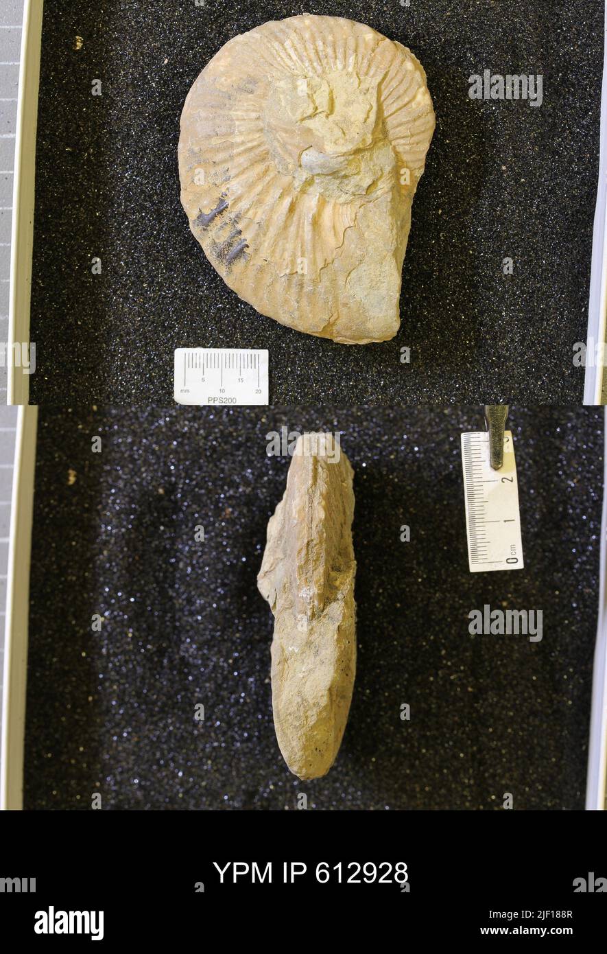 Ammonitina hi-res stock photography and images - Alamy