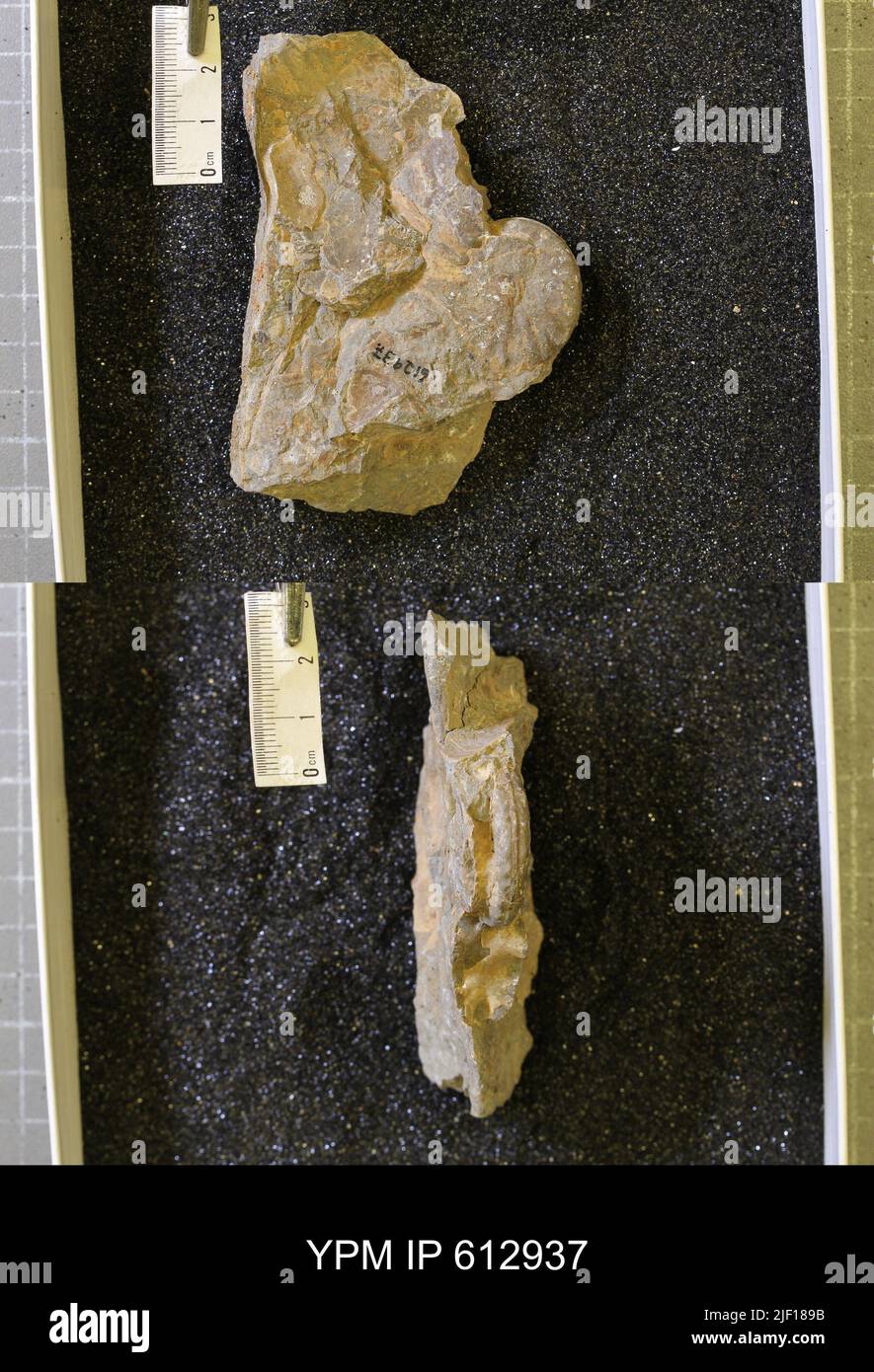 Ammonitina hi-res stock photography and images - Alamy