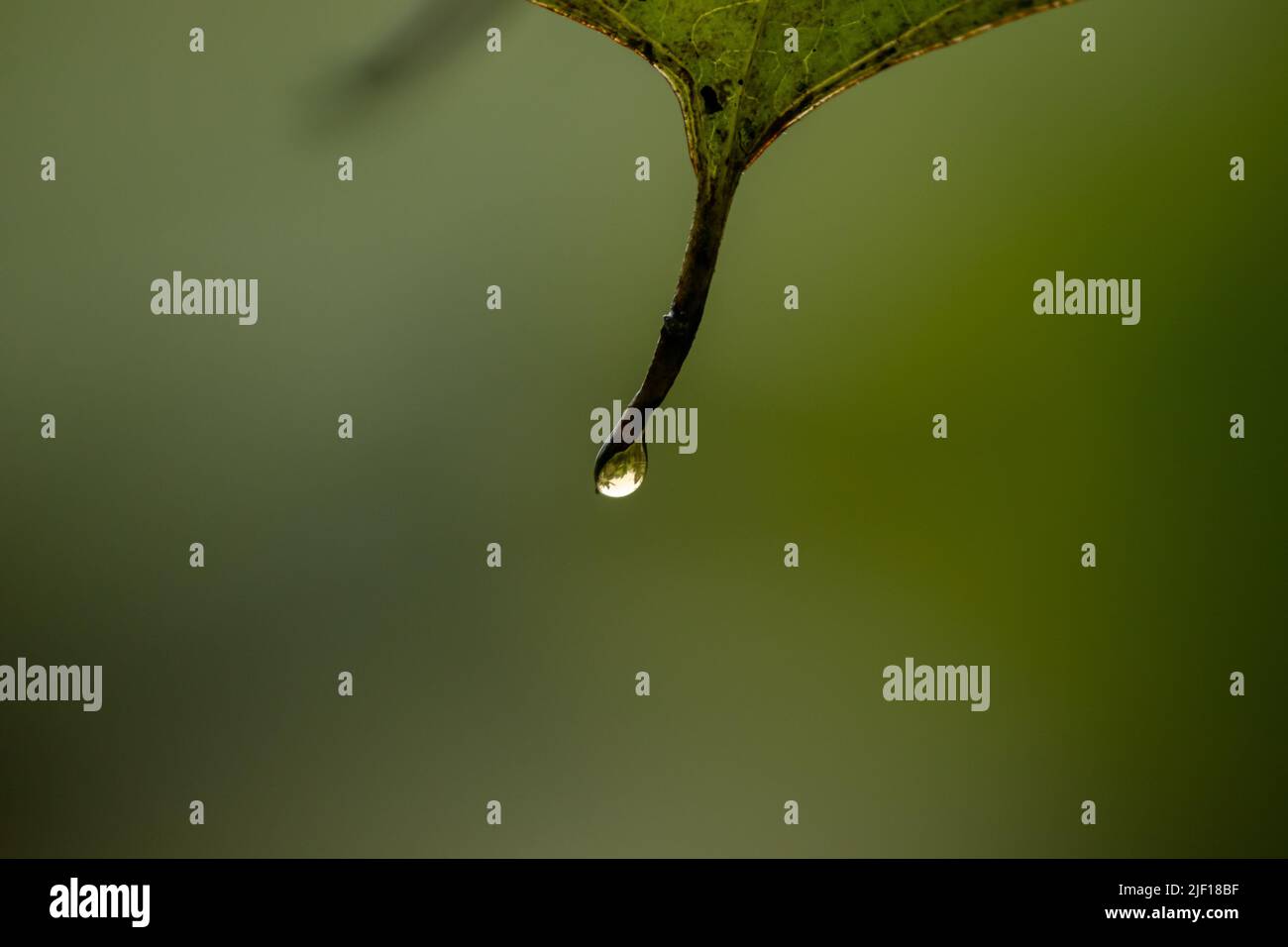 Falling water drop at the tip of a leaf in natural light Stock Photo ...