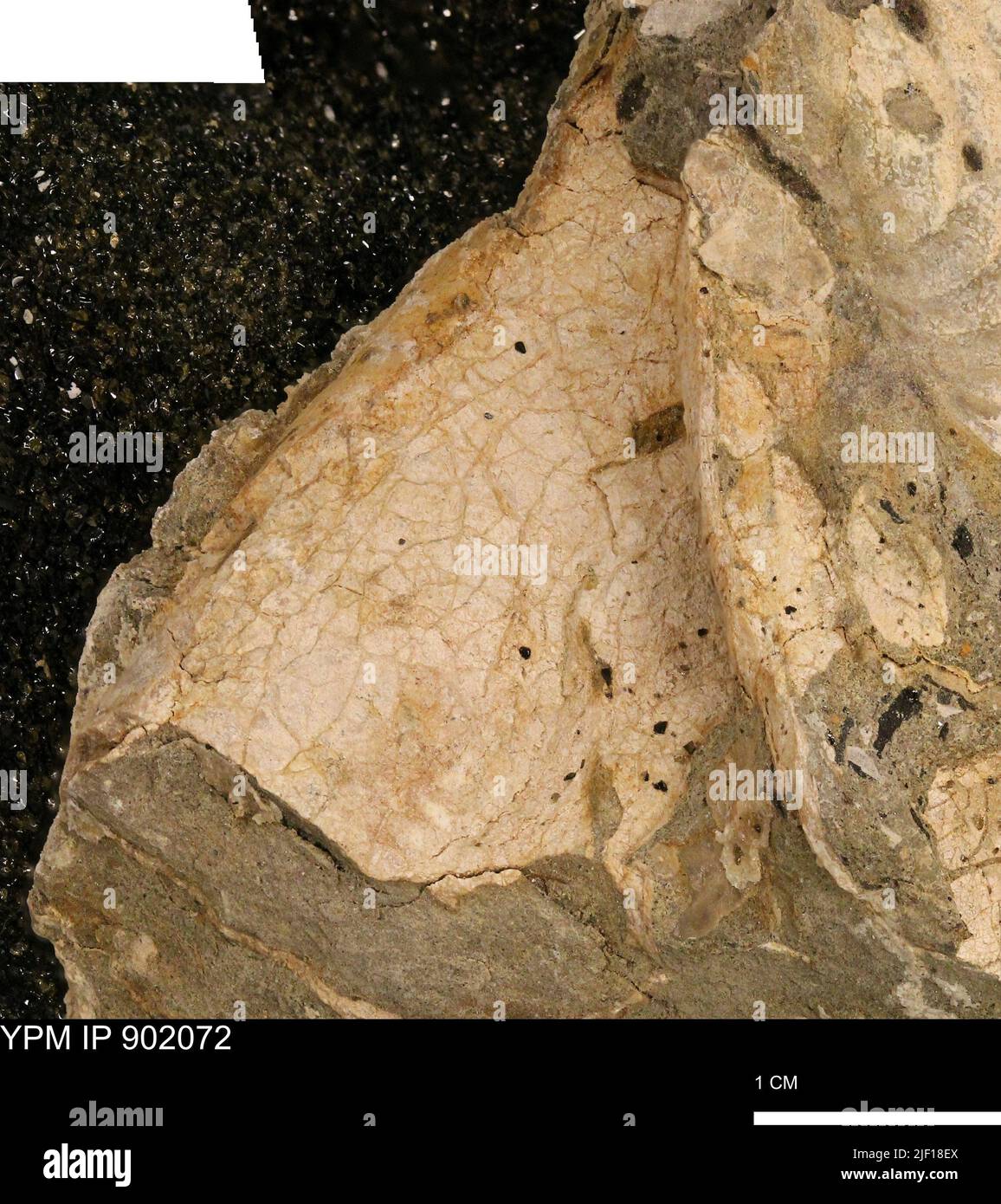 Inoceramidae hi-res stock photography and images - Alamy