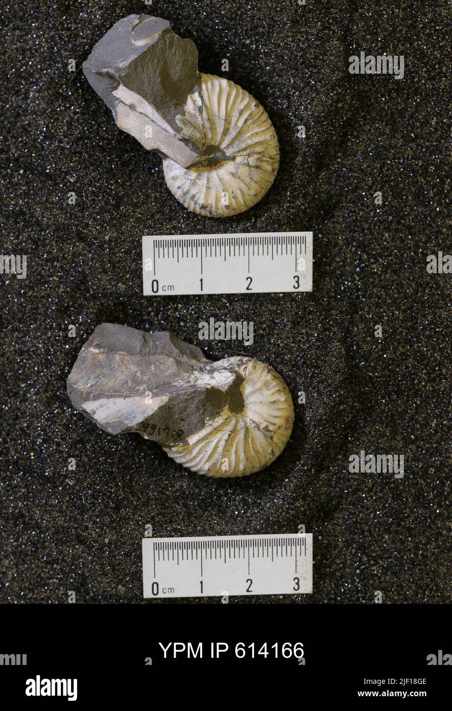 Plenus hi-res stock photography and images - Alamy