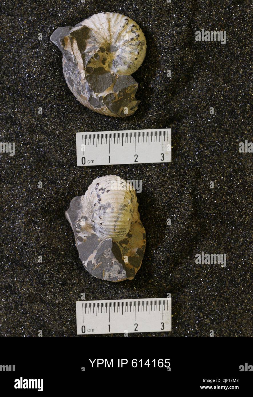 Plenus hi-res stock photography and images - Alamy