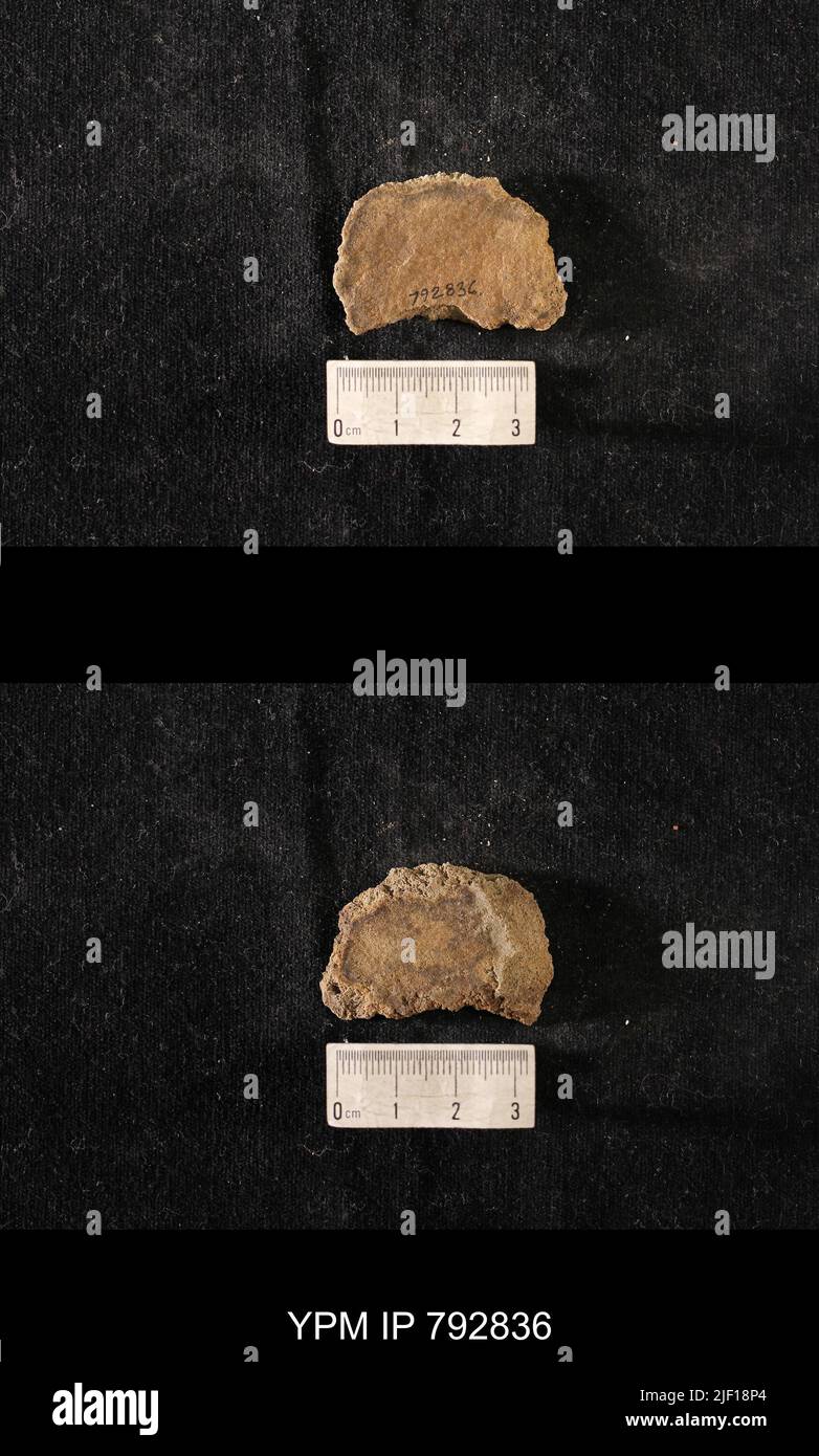 Invertebrate zoology duncan hi-res stock photography and images - Alamy