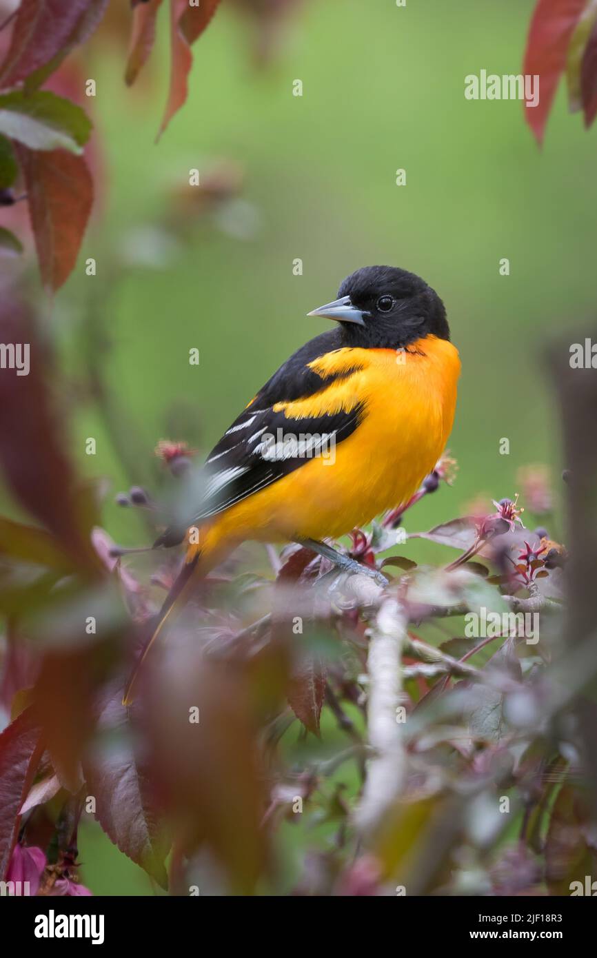 Male oriole hi-res stock photography and images - Alamy