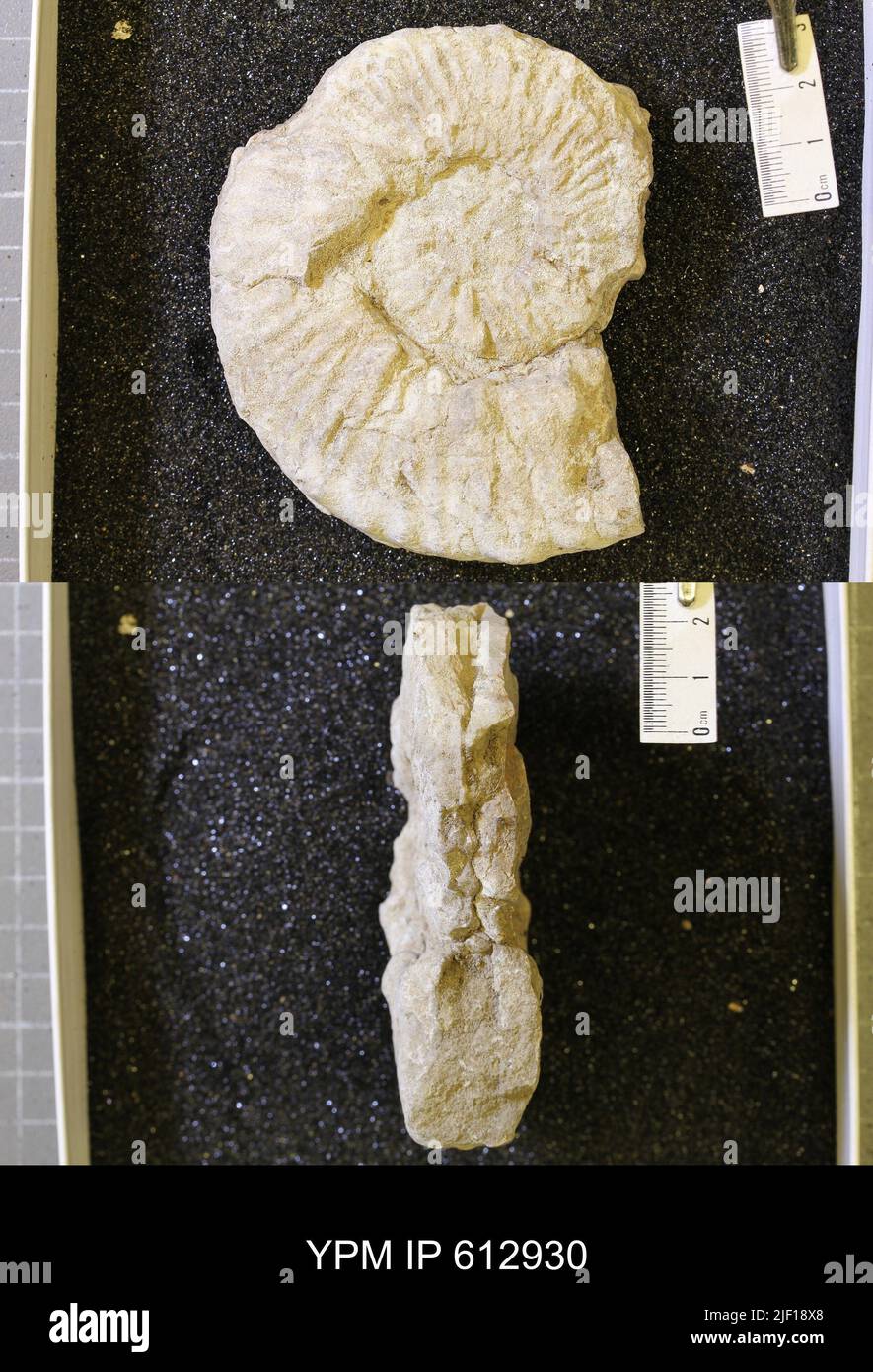 Ammonitina hi-res stock photography and images - Alamy