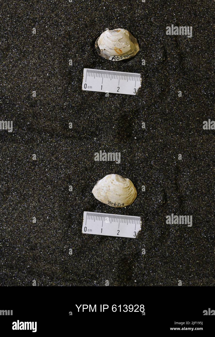 Cucullaea sp animalia hi-res stock photography and images - Alamy