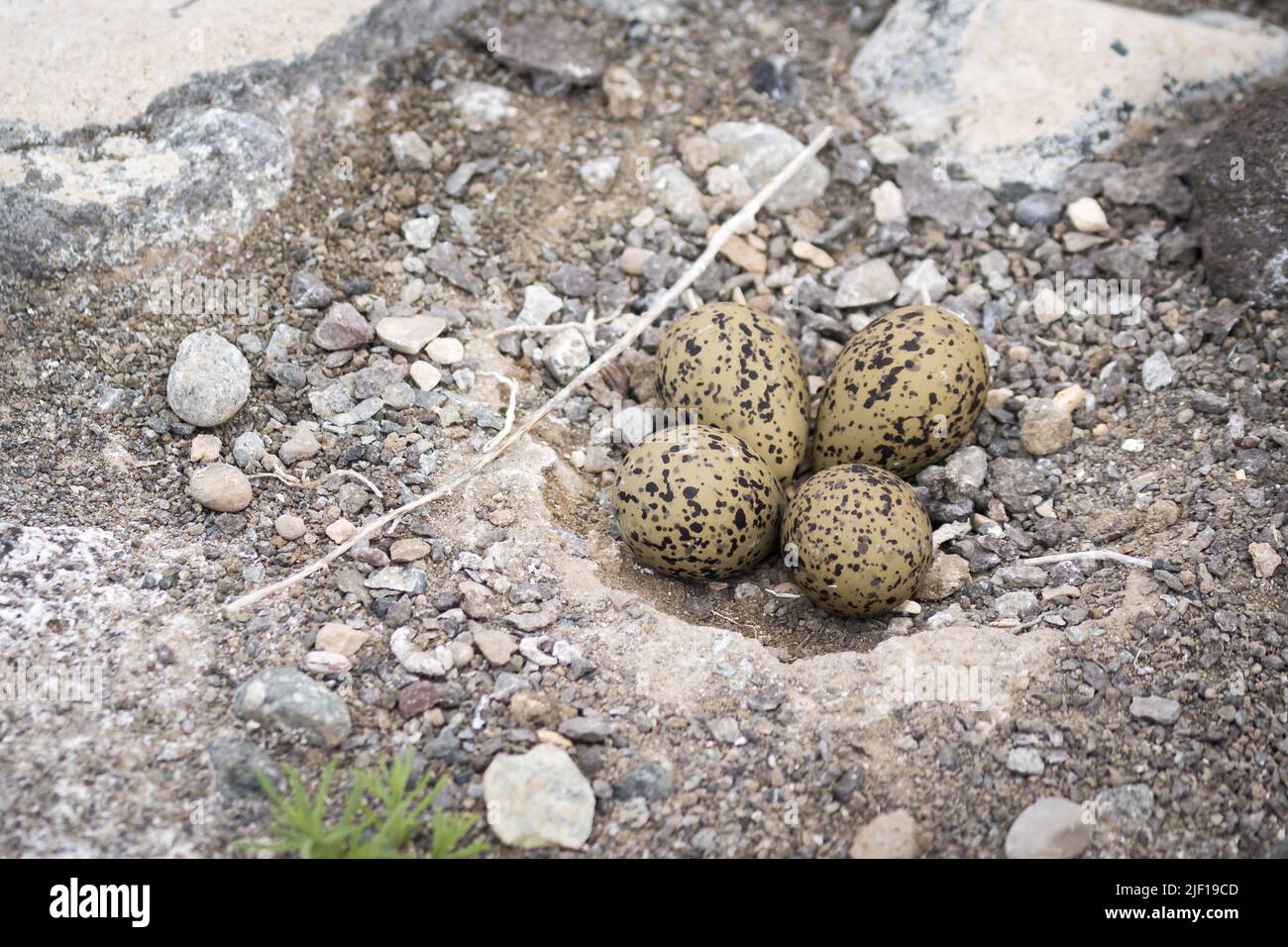 Rare bird eggs hi-res stock photography and images - Alamy