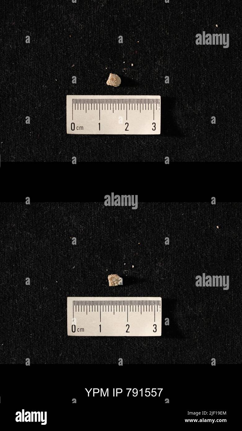 Fragments of bryozoans and animalia hi-res stock photography and images ...