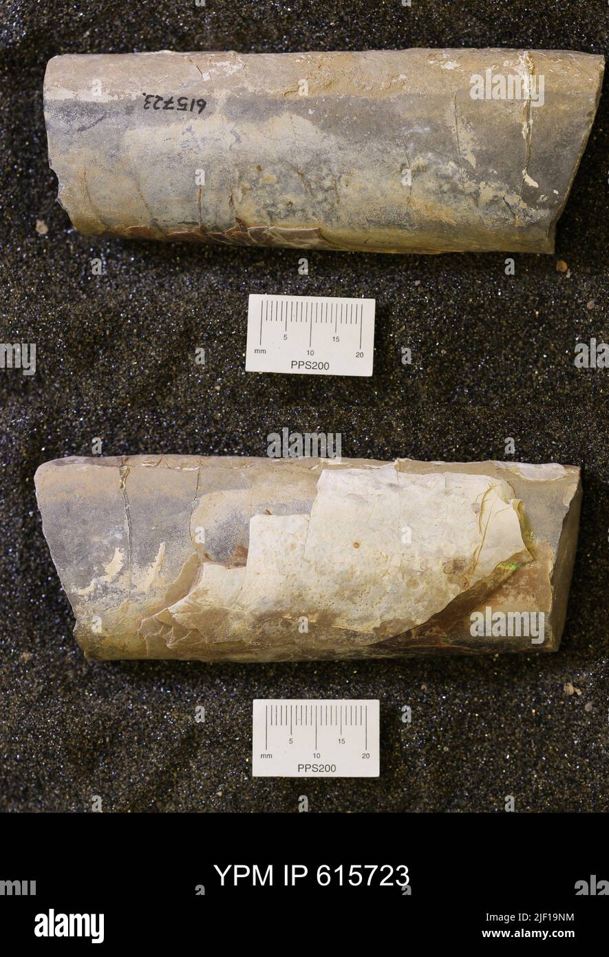 Baculites sp animalia hi-res stock photography and images - Alamy