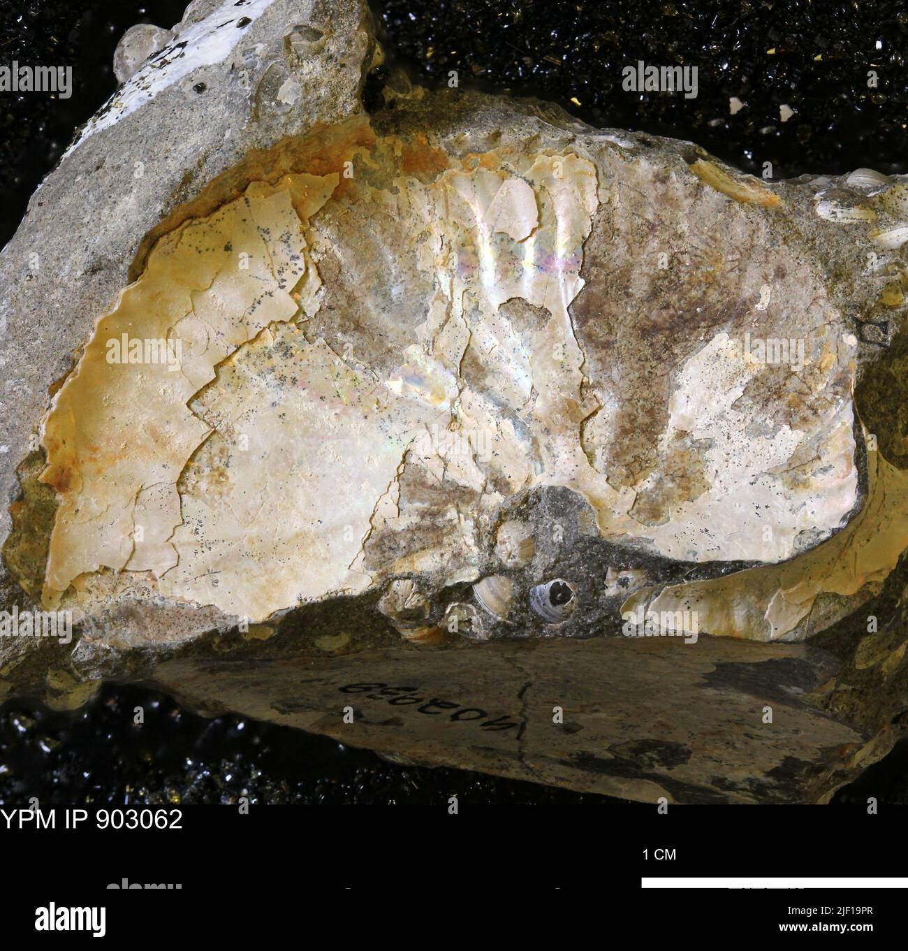 Cephalopod fossils hi-res stock photography and images - Alamy