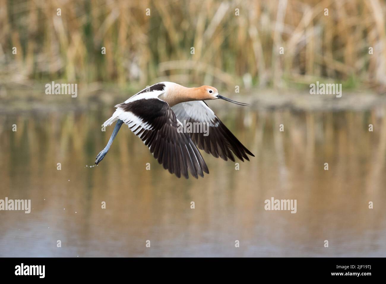 American Avocet flying across water at Alkali Lake in Cody, Wyoming ...