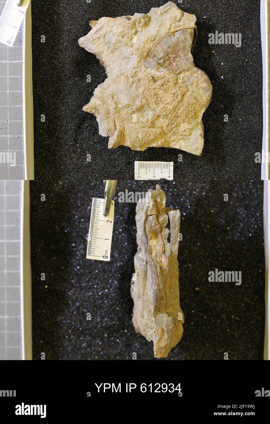 Ammonitina hi-res stock photography and images - Alamy