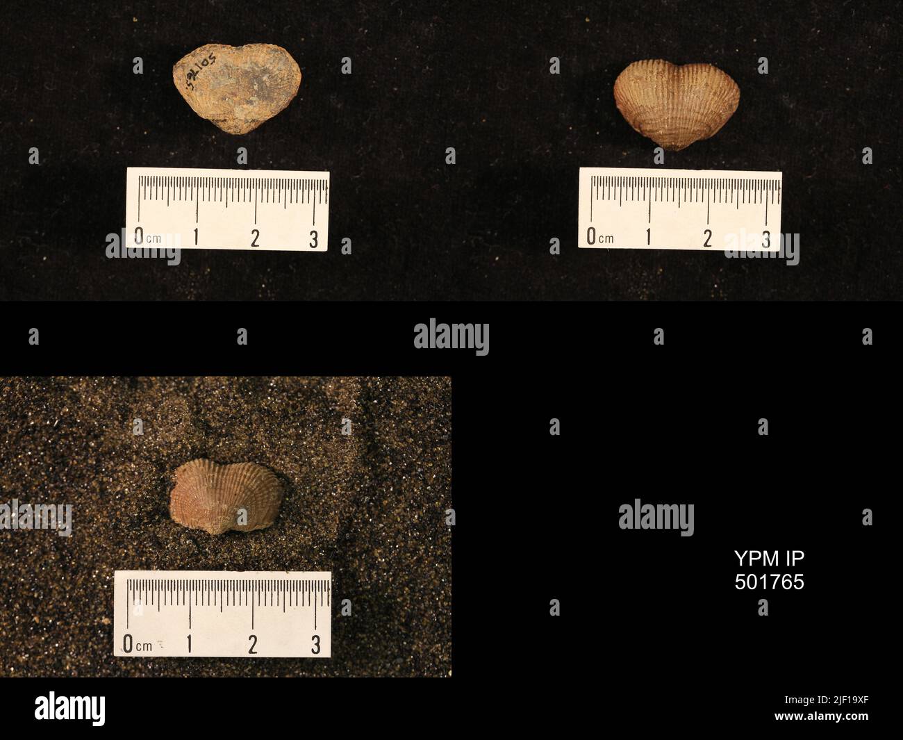 Pachyderma hi-res stock photography and images - Alamy