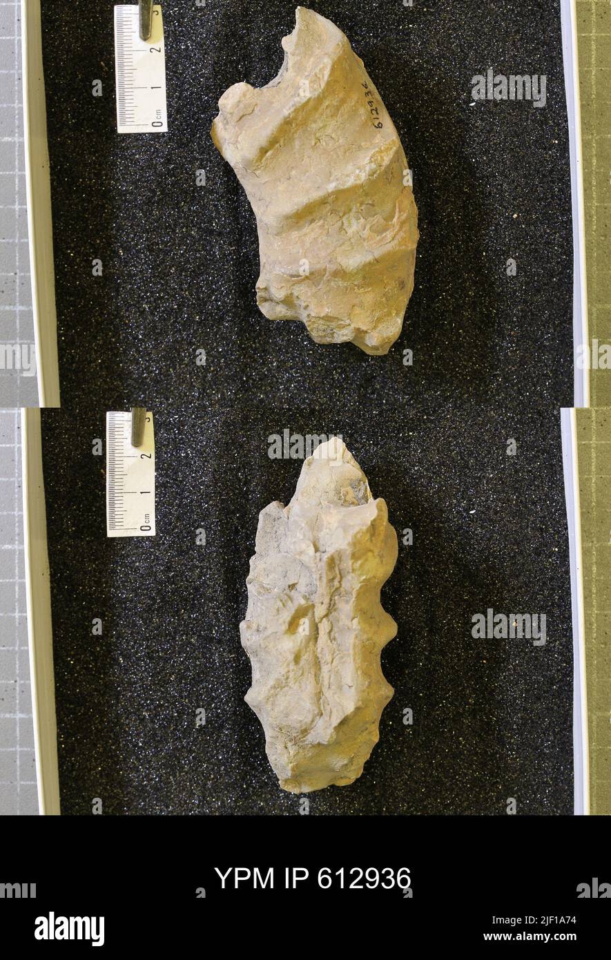 Ammonitina hi-res stock photography and images - Alamy