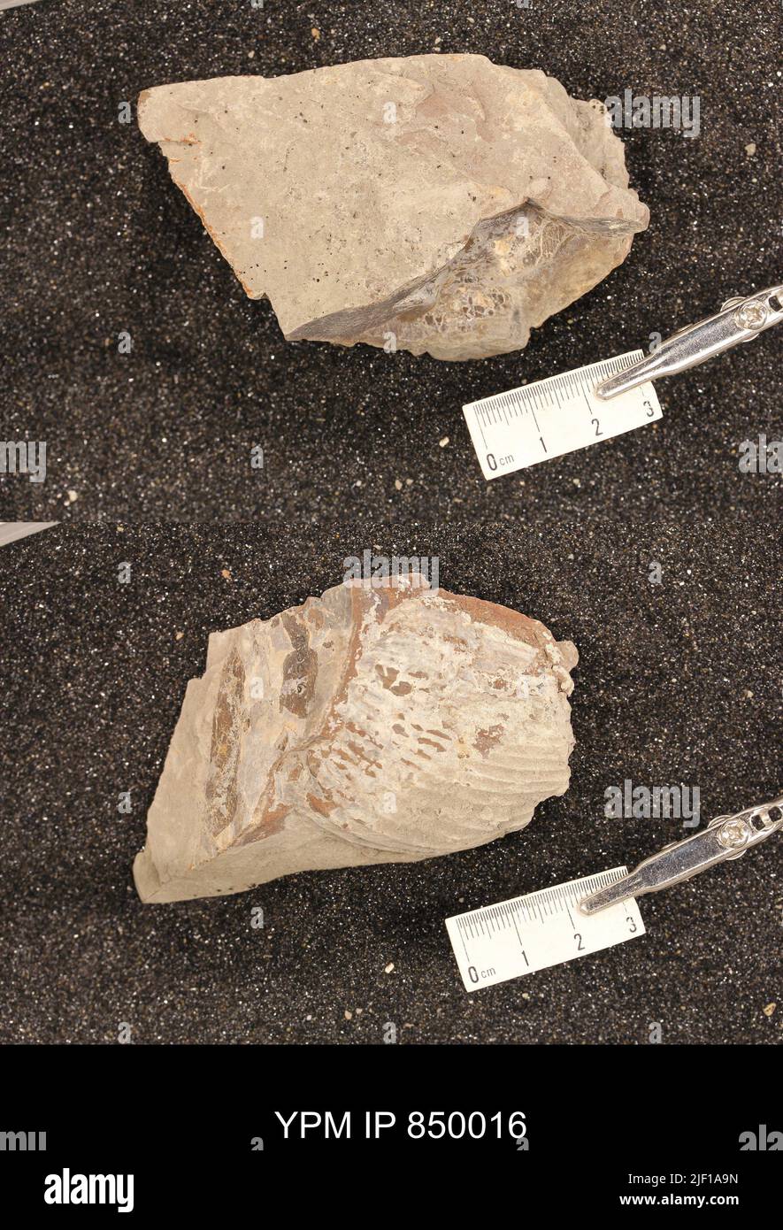 Scaphitidae animalia hi-res stock photography and images - Alamy