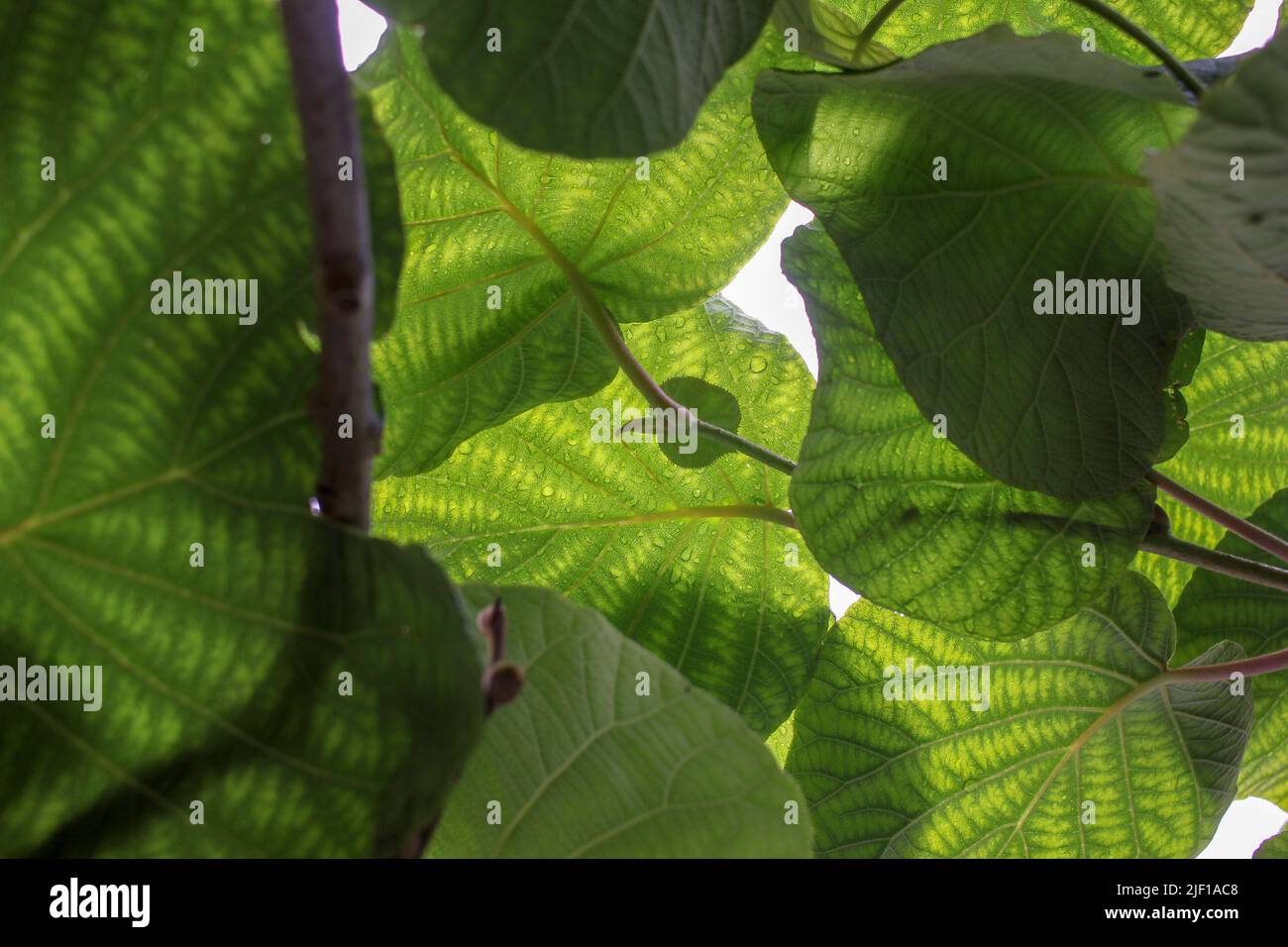 the leaves of my kiwi tree are green and beautiful and there are many ...