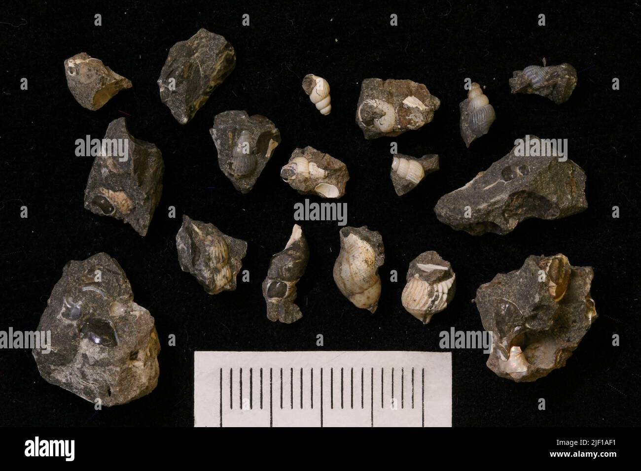 Turritellidae hi-res stock photography and images - Alamy