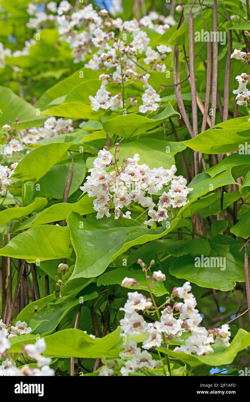 Catalpa park hi-res stock photography and images - Alamy