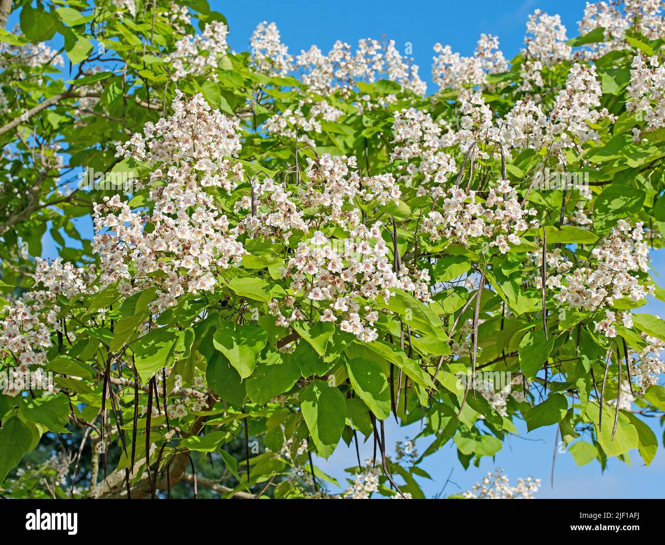 Flowering bean tree, Catalpa, in summer Stock Photo - Alamy