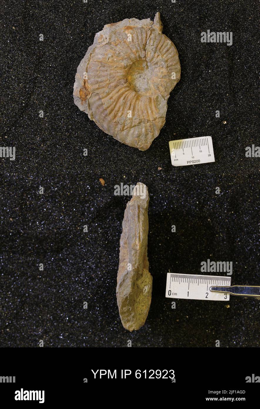 Ammonitina hi-res stock photography and images - Alamy