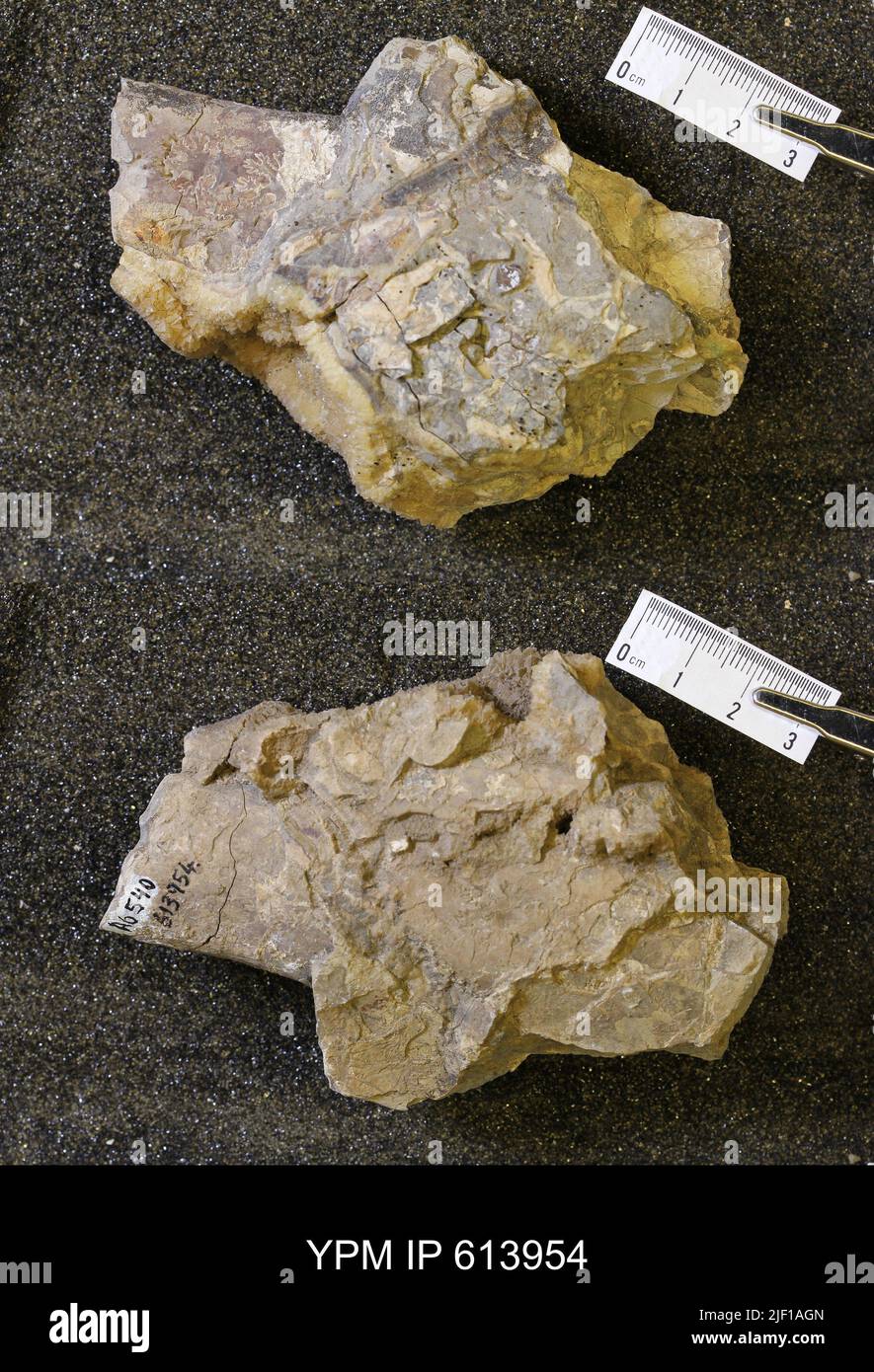 Baculites sp animalia hi-res stock photography and images - Alamy