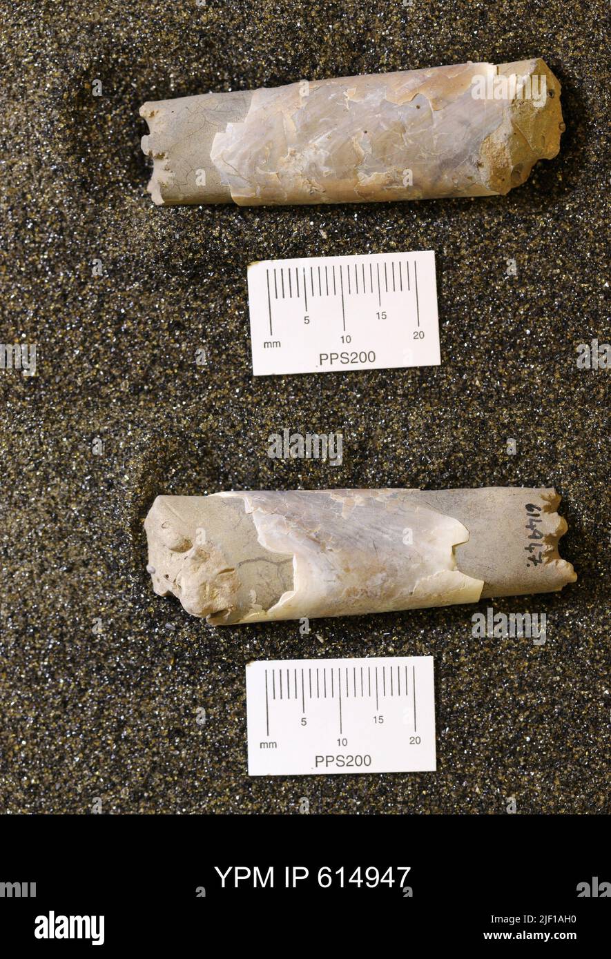 Cretaceous nautiloid hi-res stock photography and images - Alamy