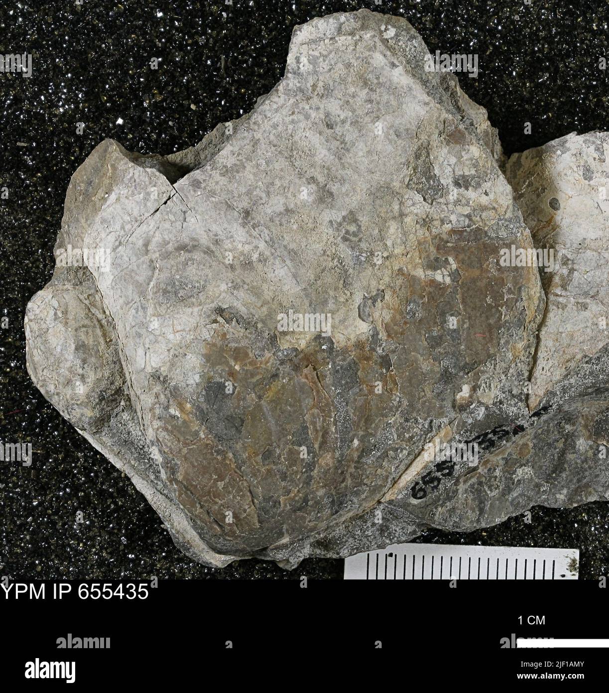 Inoceramus barabini Morton Stock Photo - Alamy