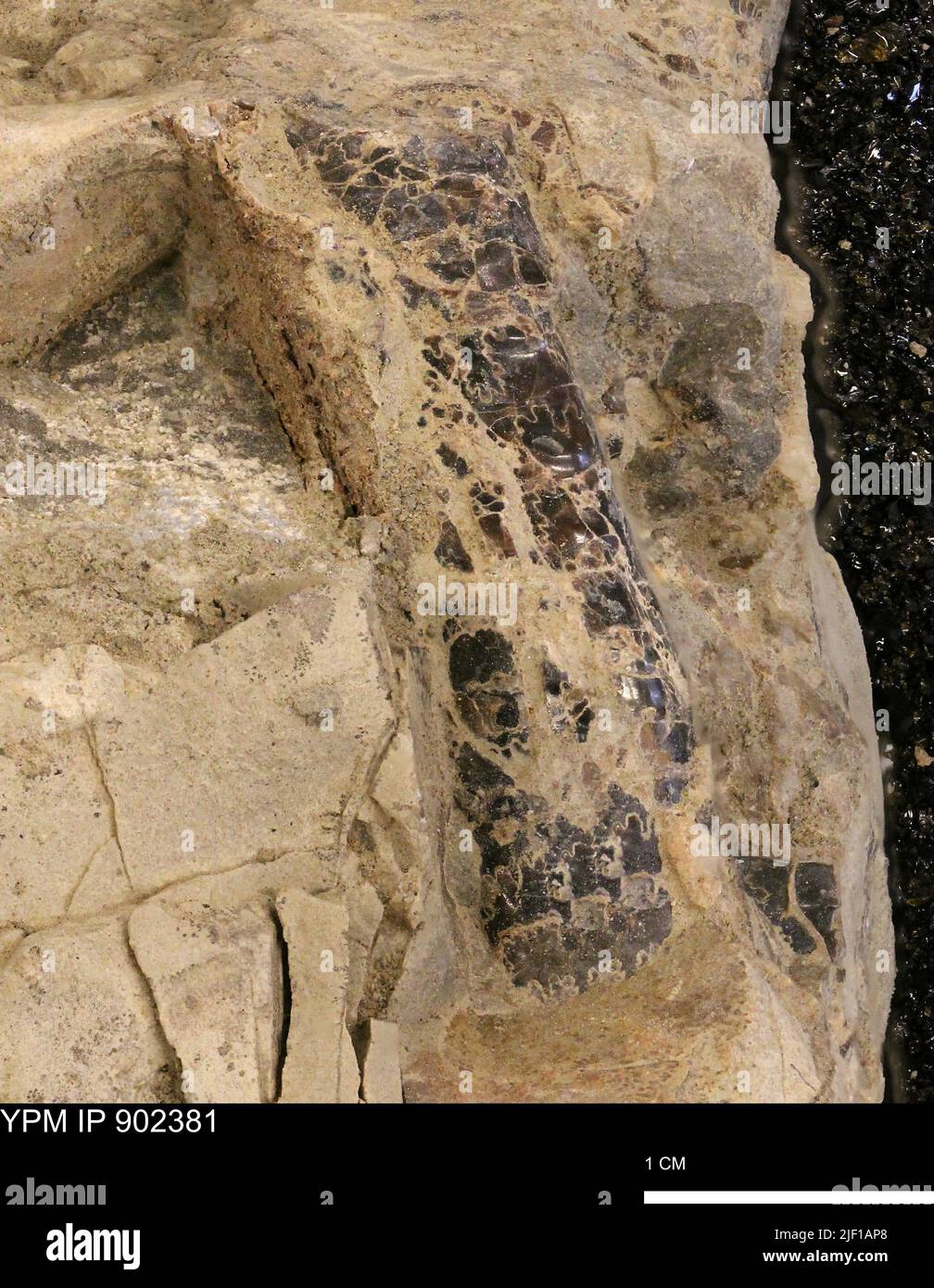 Cretaceous seas hi-res stock photography and images - Alamy
