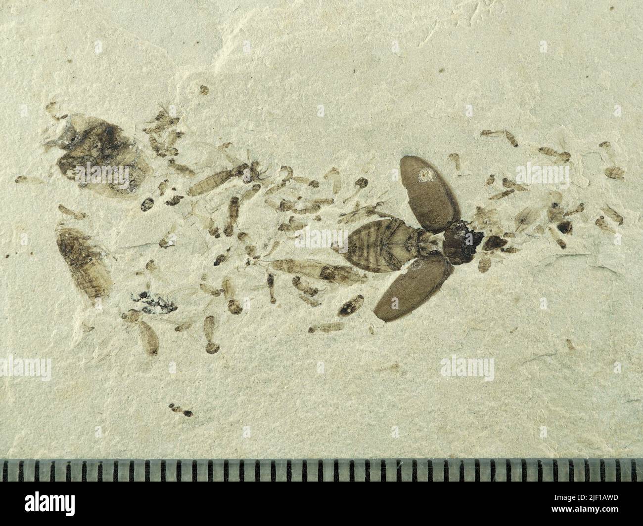 Family scarabaeidae hi-res stock photography and images - Alamy