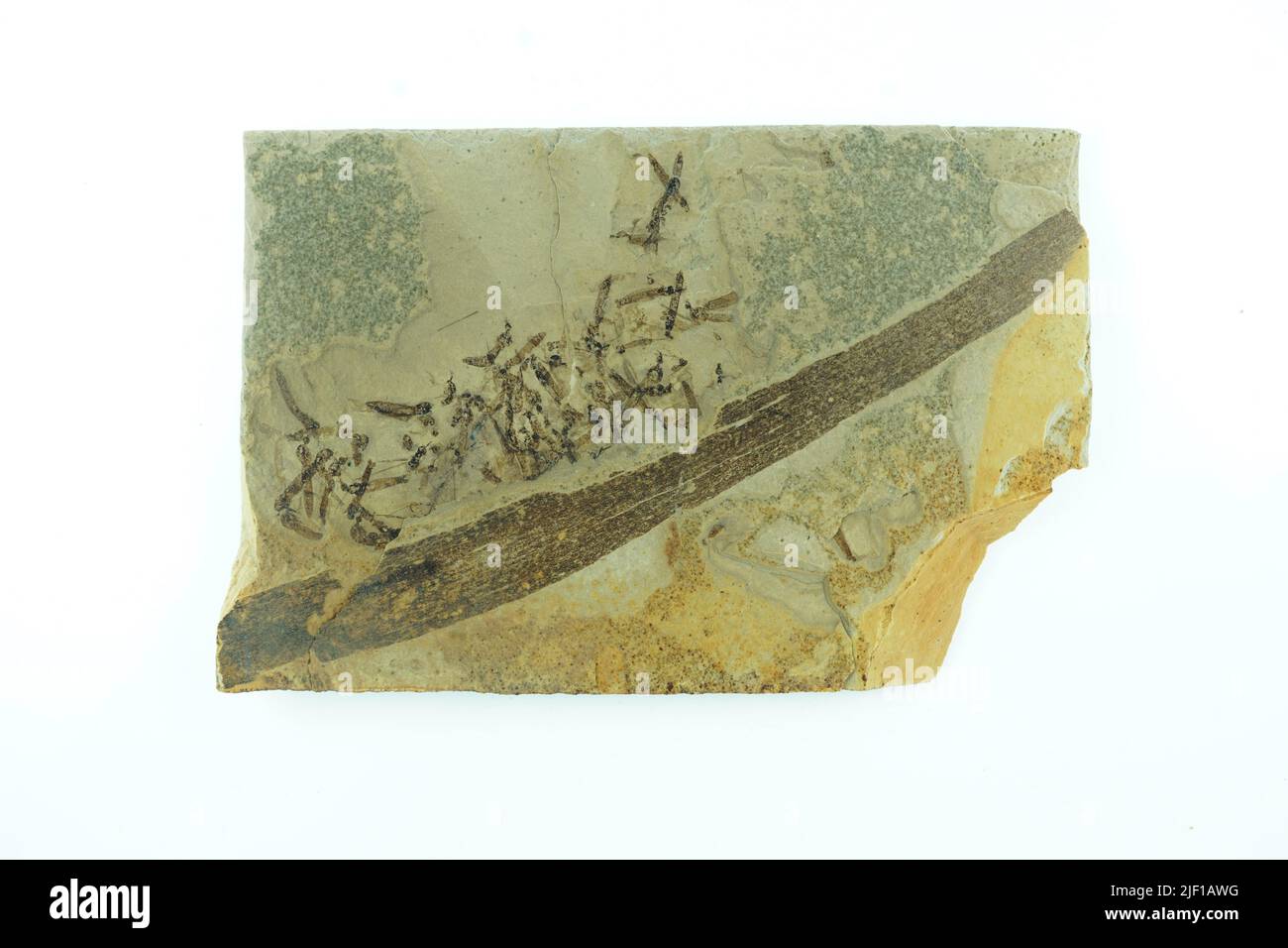 Family typhaceae hi-res stock photography and images - Alamy