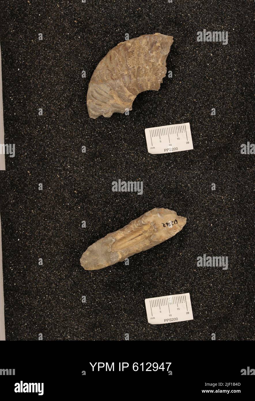 Ammonitina hi-res stock photography and images - Alamy