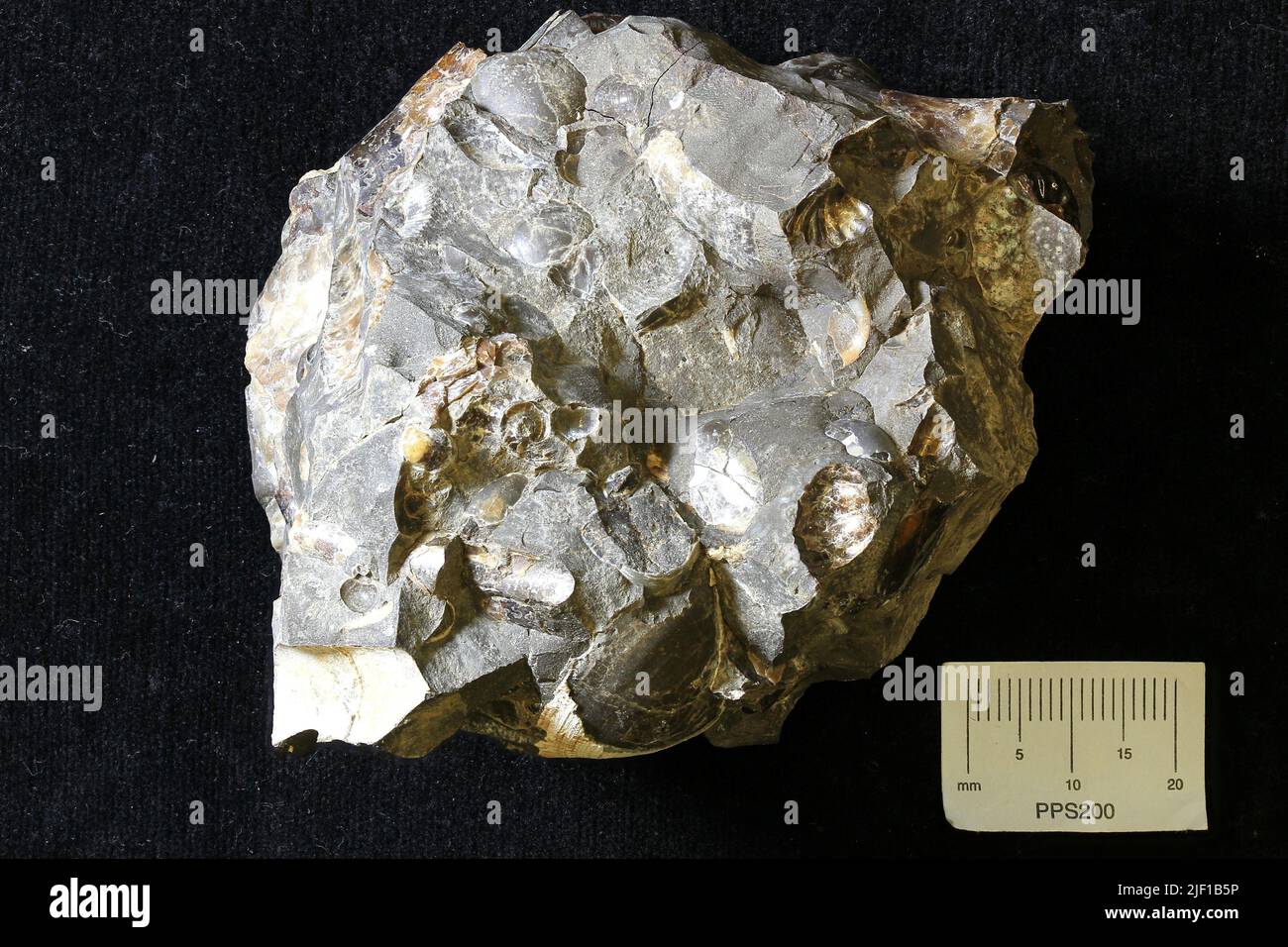 Baculites hi-res stock photography and images - Alamy