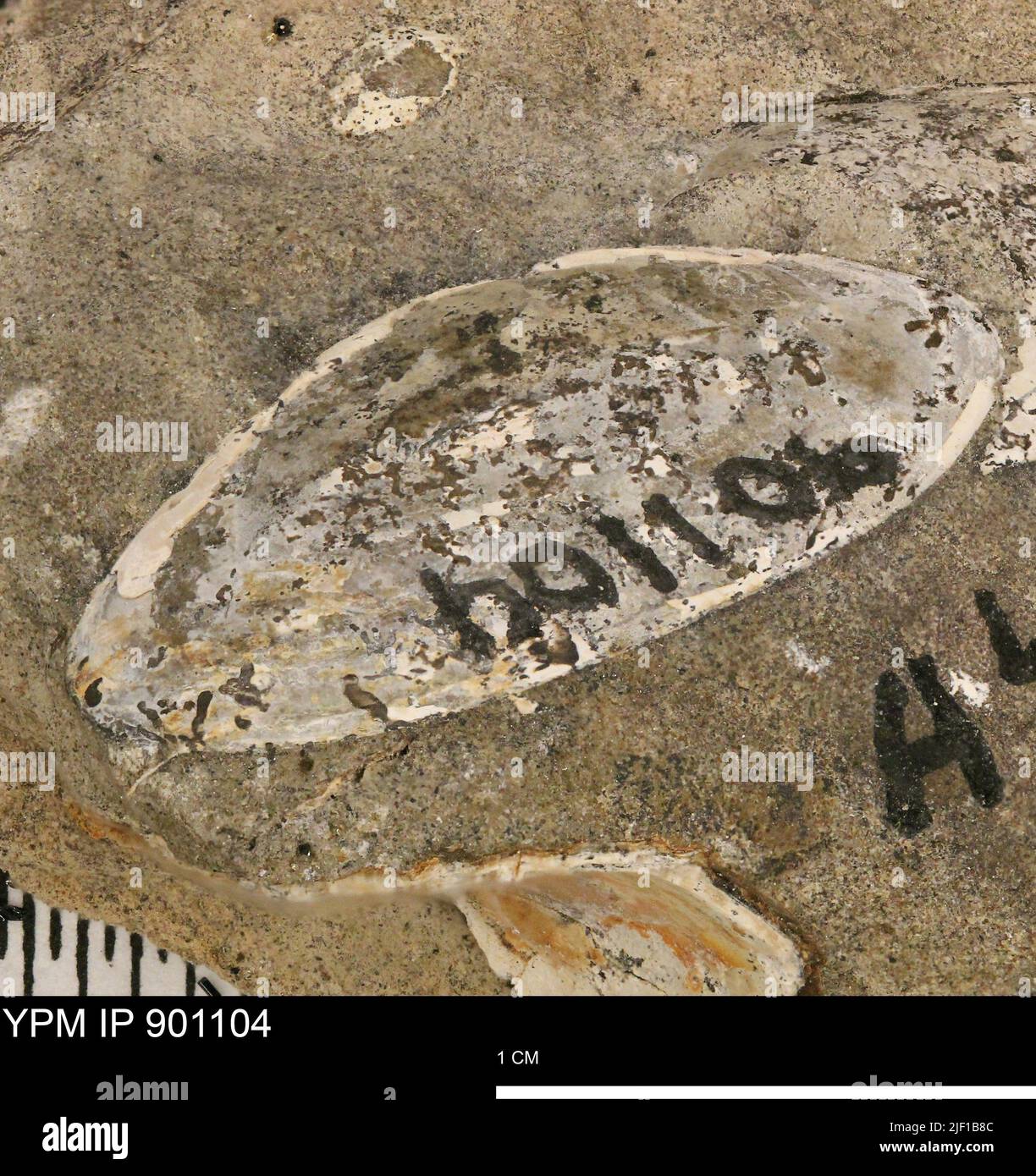 Tellina sp hi-res stock photography and images - Alamy