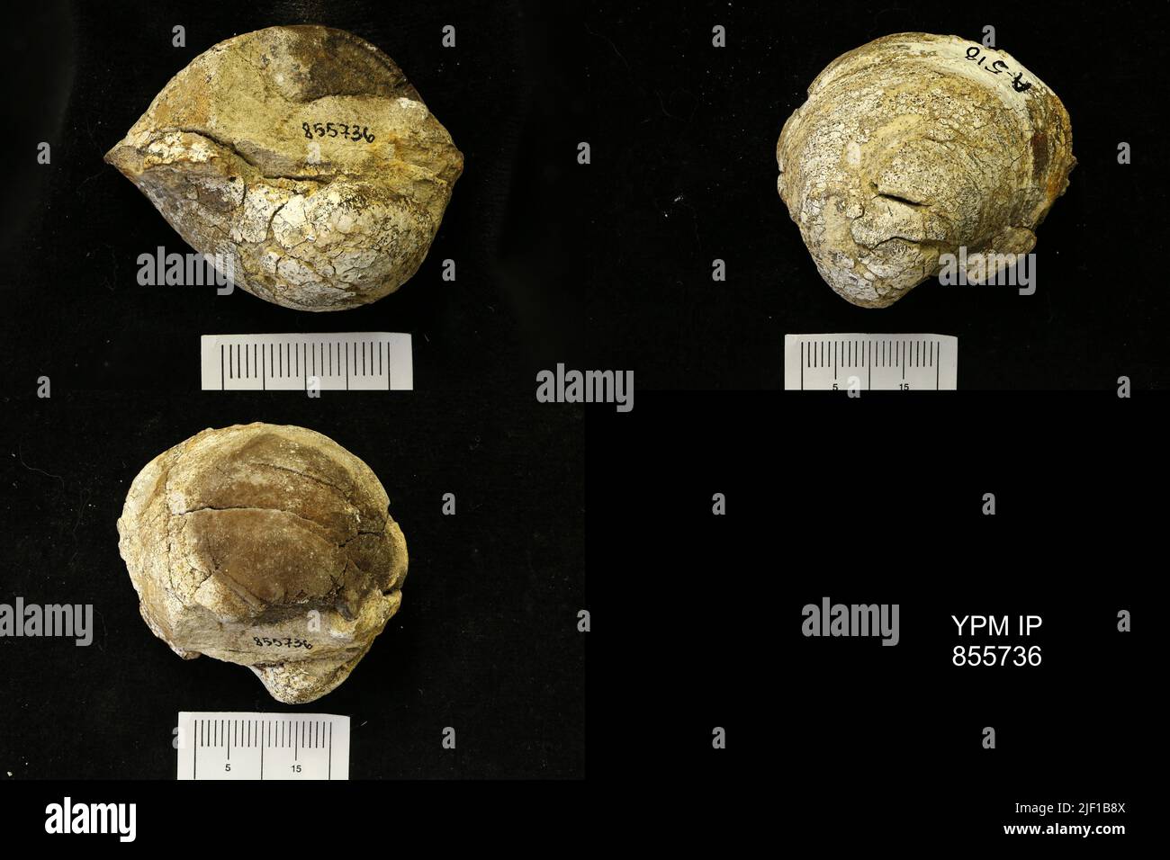 Cucullaea sp animalia hi-res stock photography and images - Alamy