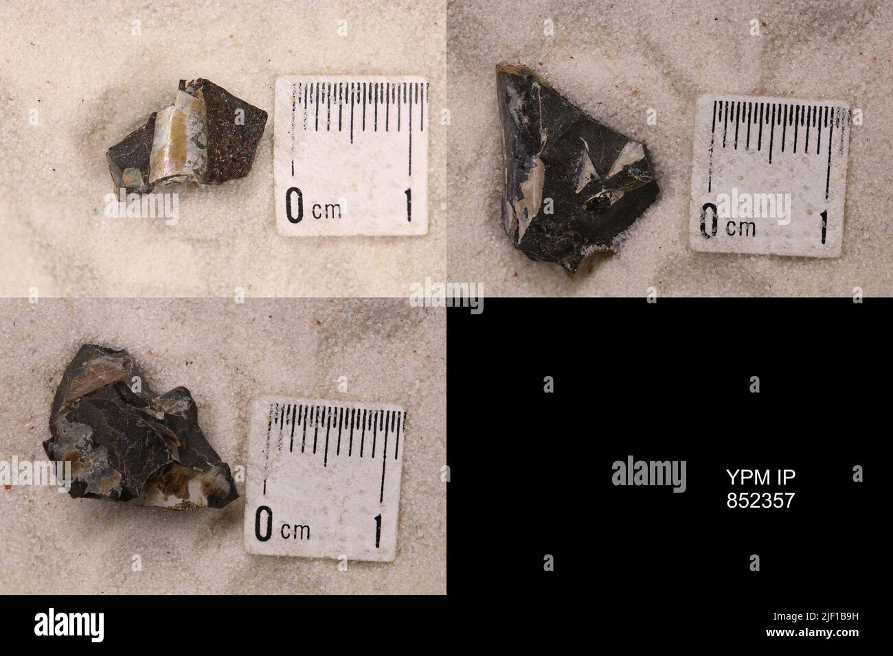 Baculites sp animalia hi-res stock photography and images - Alamy