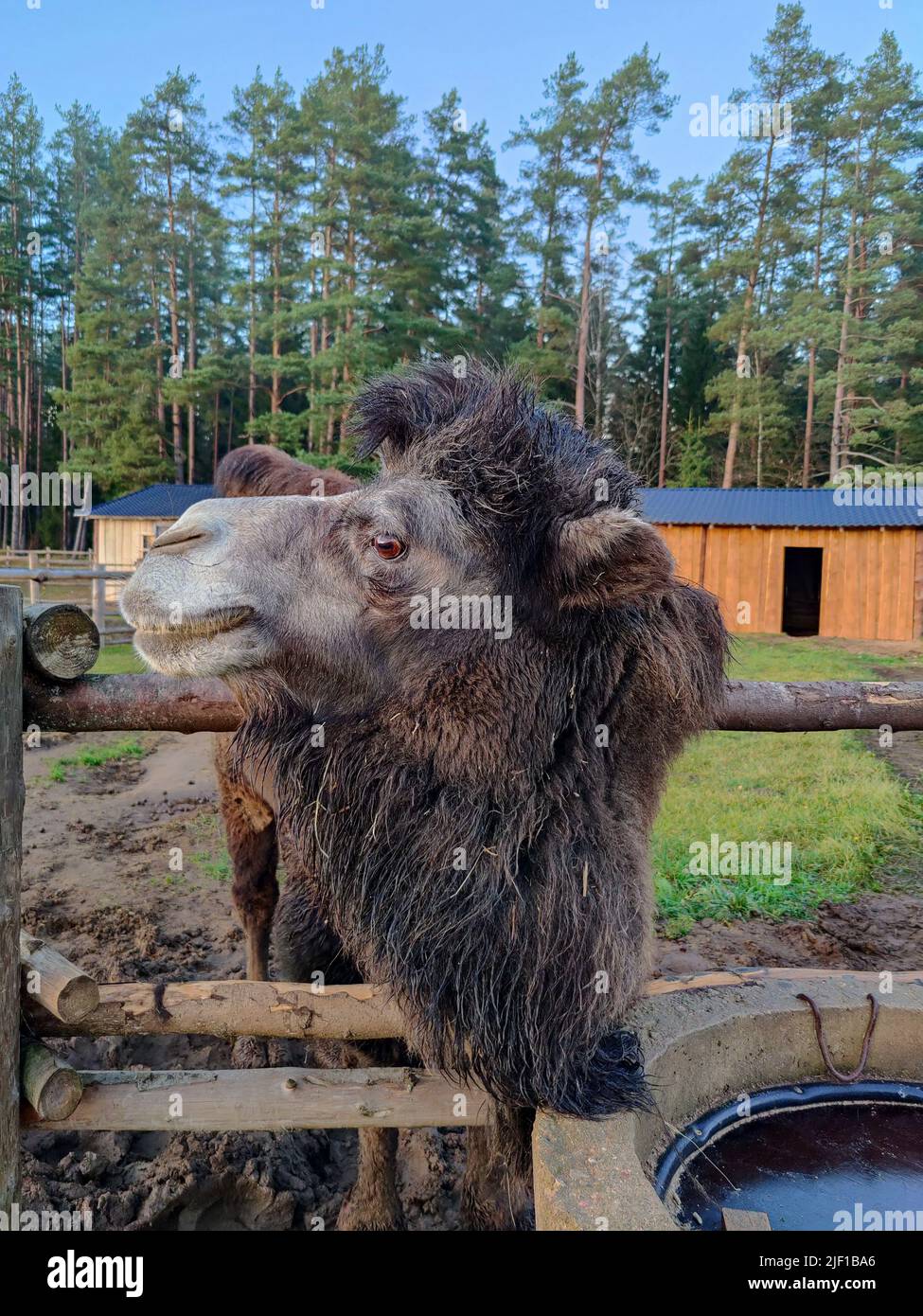 How the camel got its hump hi-res stock photography and images - Alamy