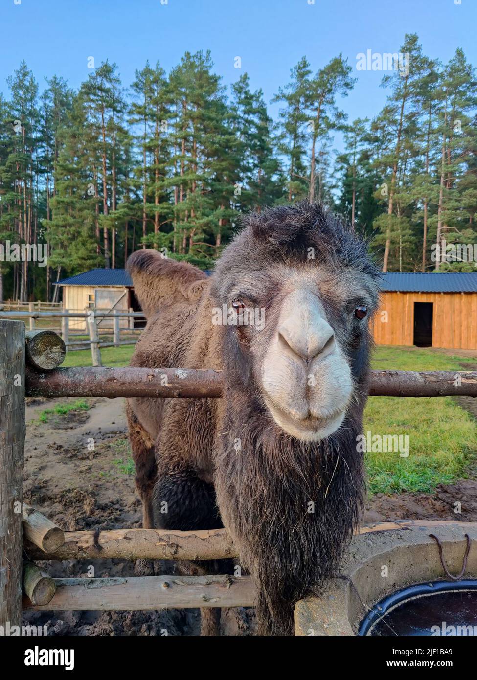 Big hump camel hi-res stock photography and images - Alamy