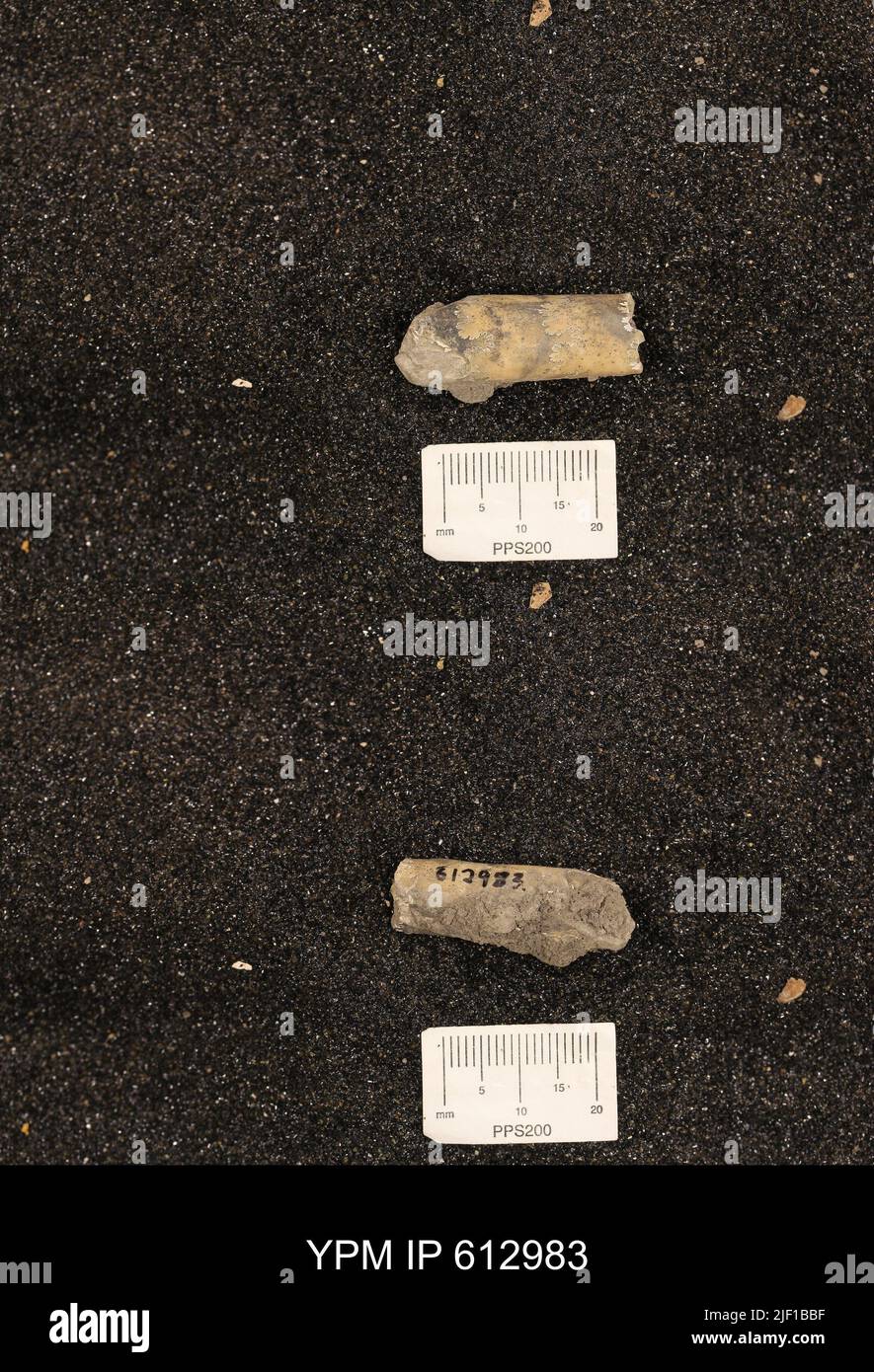 Baculites hi-res stock photography and images - Alamy