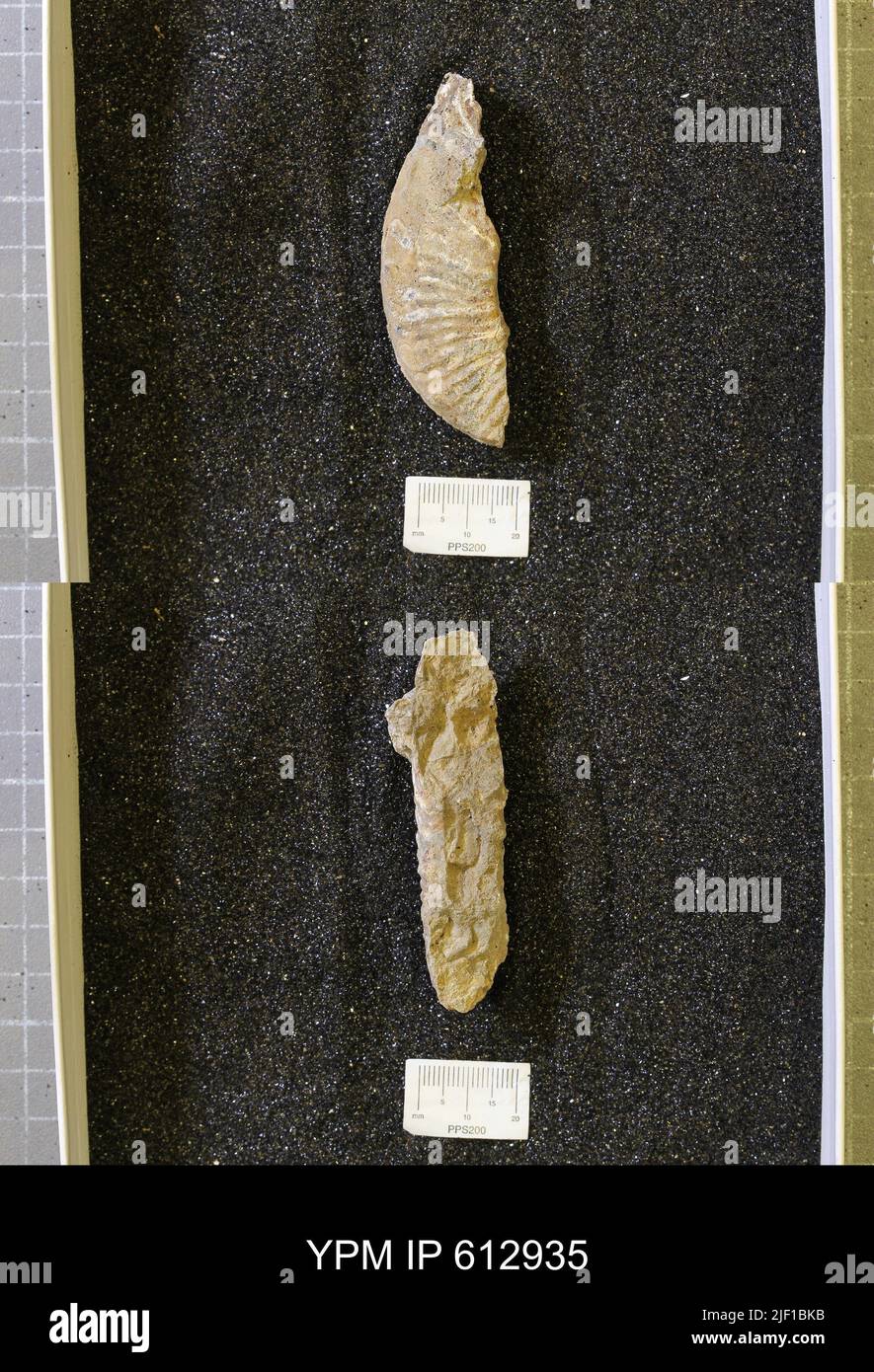 Ammonitina hi-res stock photography and images - Alamy