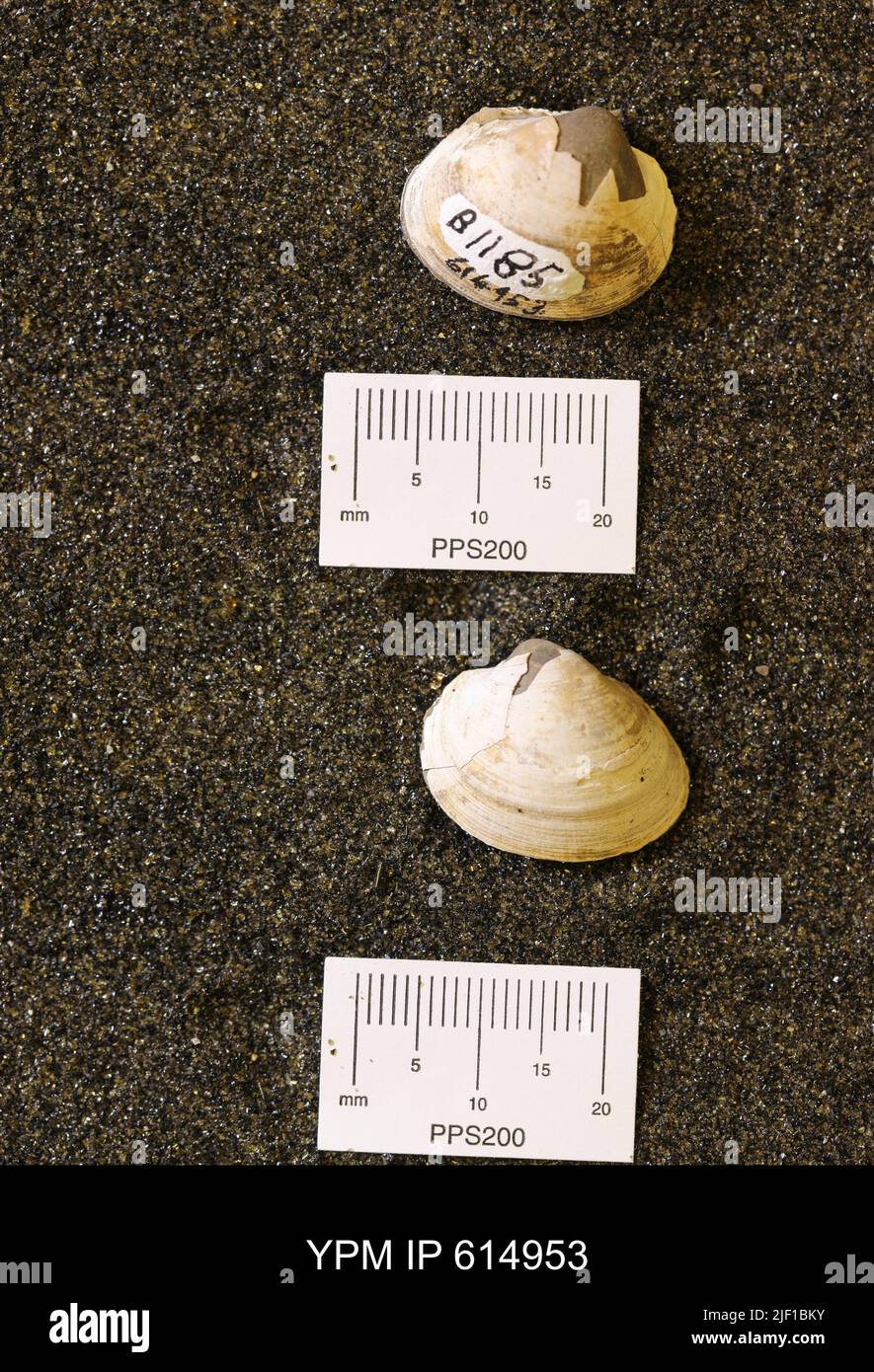 Cucullaea sp animalia hi-res stock photography and images - Alamy