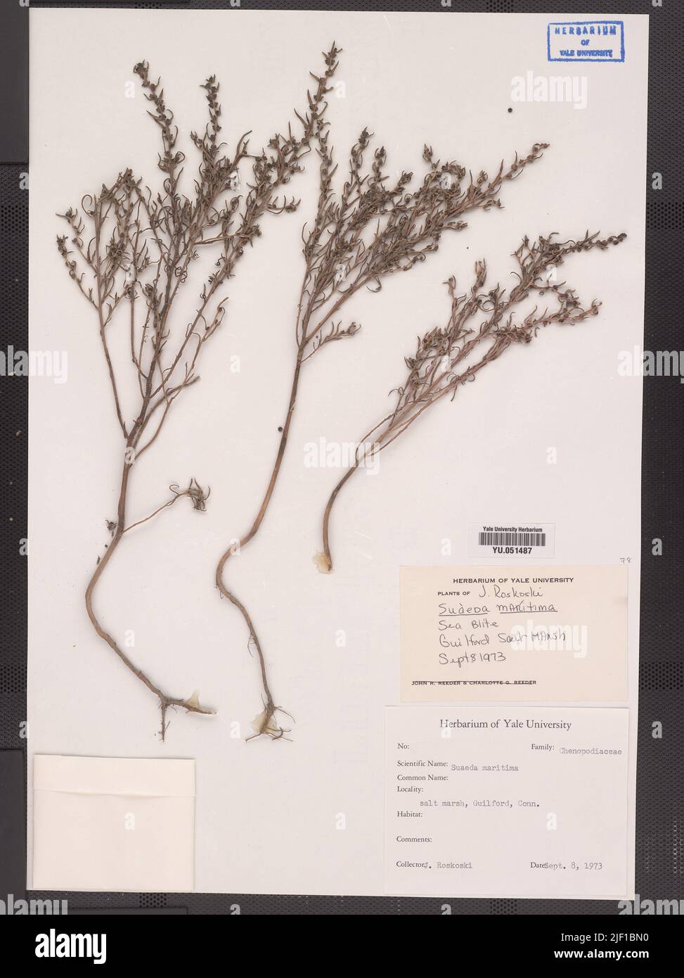 Neogloboquadrina incompta (Cifelli, 1961 Stock Photo - Alamy