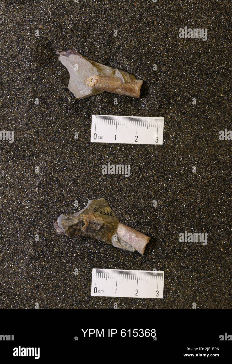 Baculites sp animalia hi-res stock photography and images - Alamy