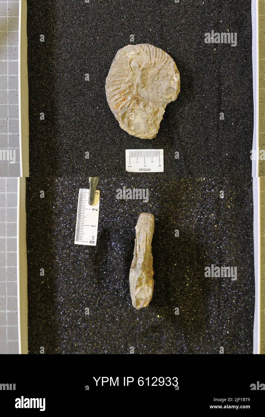 Ammonitina hi-res stock photography and images - Alamy