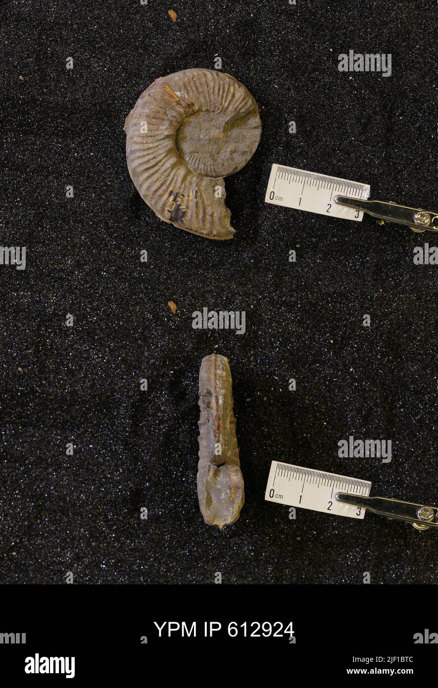 Ammonitina hi-res stock photography and images - Alamy