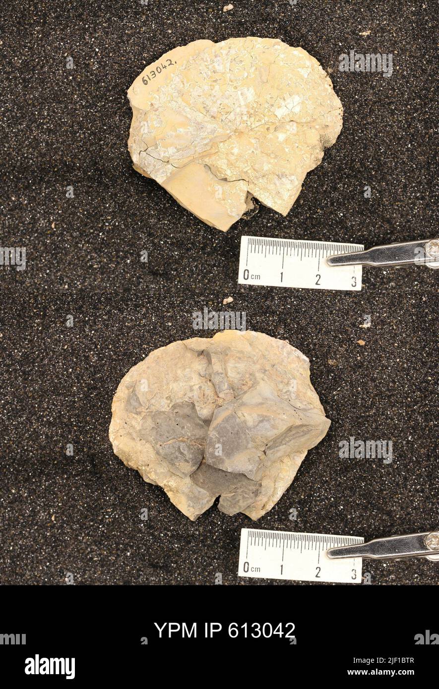 1862 animalia hi-res stock photography and images - Alamy