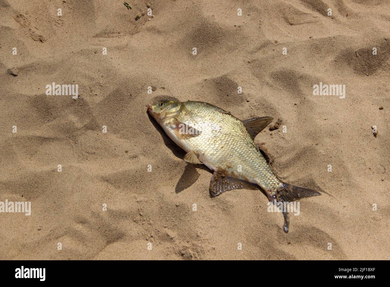 Shore success hi-res stock photography and images - Alamy