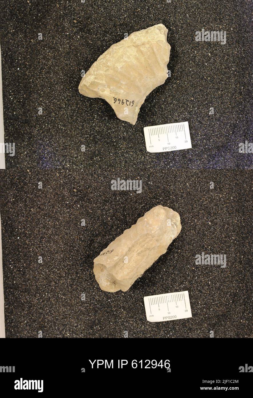 Ammonitina hi-res stock photography and images - Alamy